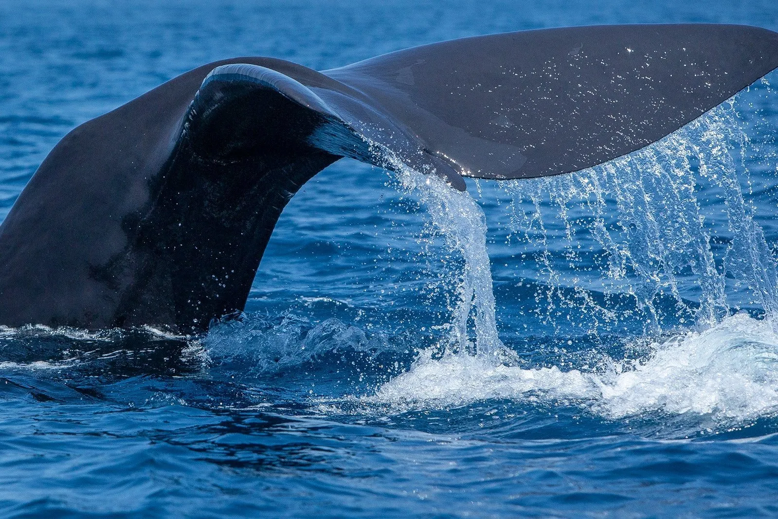 How can I get to see whales and dolphins? - Whales and dolphins in Norway