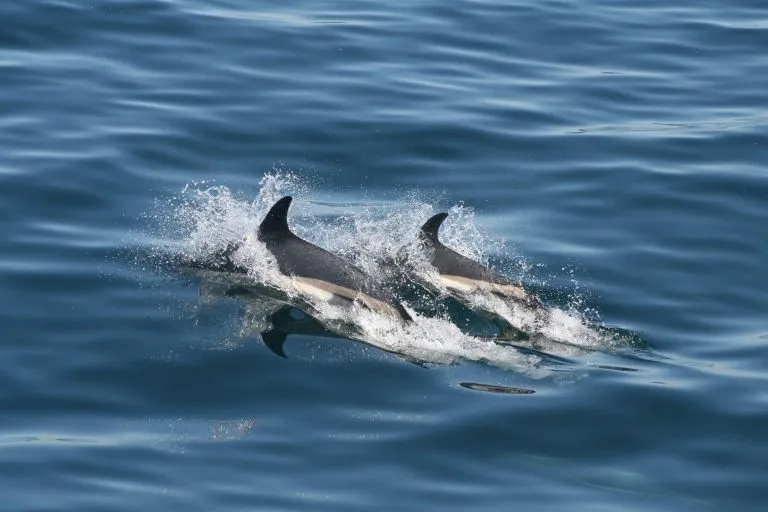 Orca - Whales and dolphins in Norway