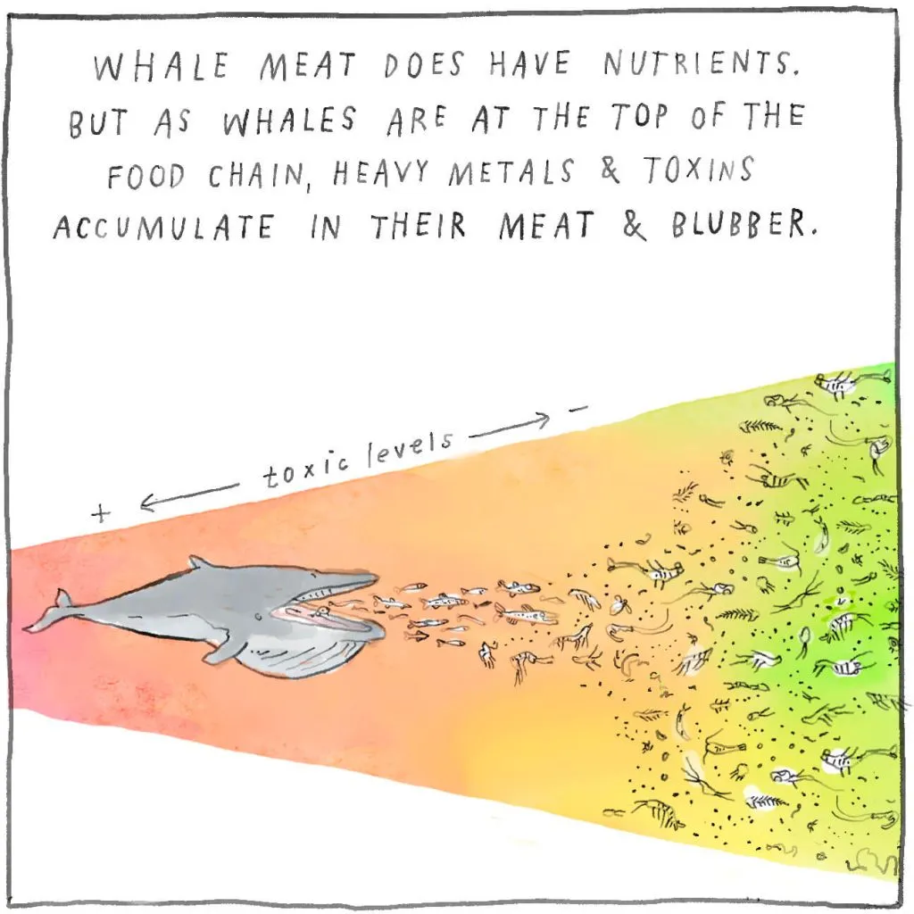Campaign toolkit - Whales and dolphins in Norway