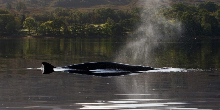 Meet the whales - Whales and dolphins in Norway